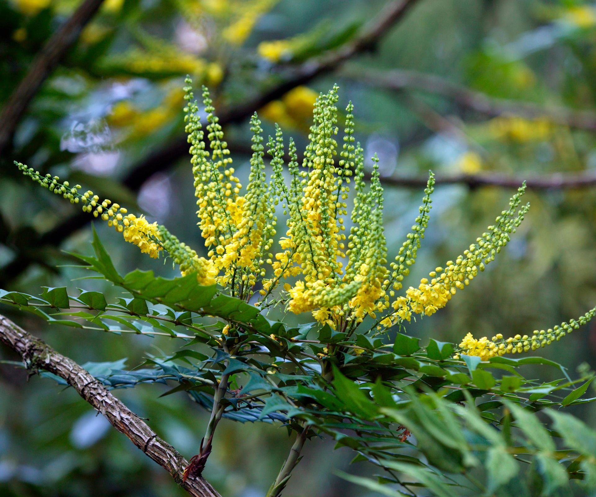 7 architectural plants for your winter garden | Homes and Gardens