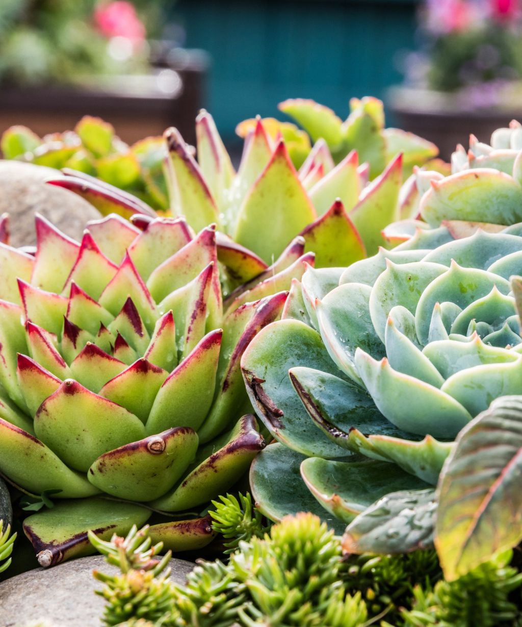 How to xeriscape: 7 steps for a low-maintenance yard | Real Homes