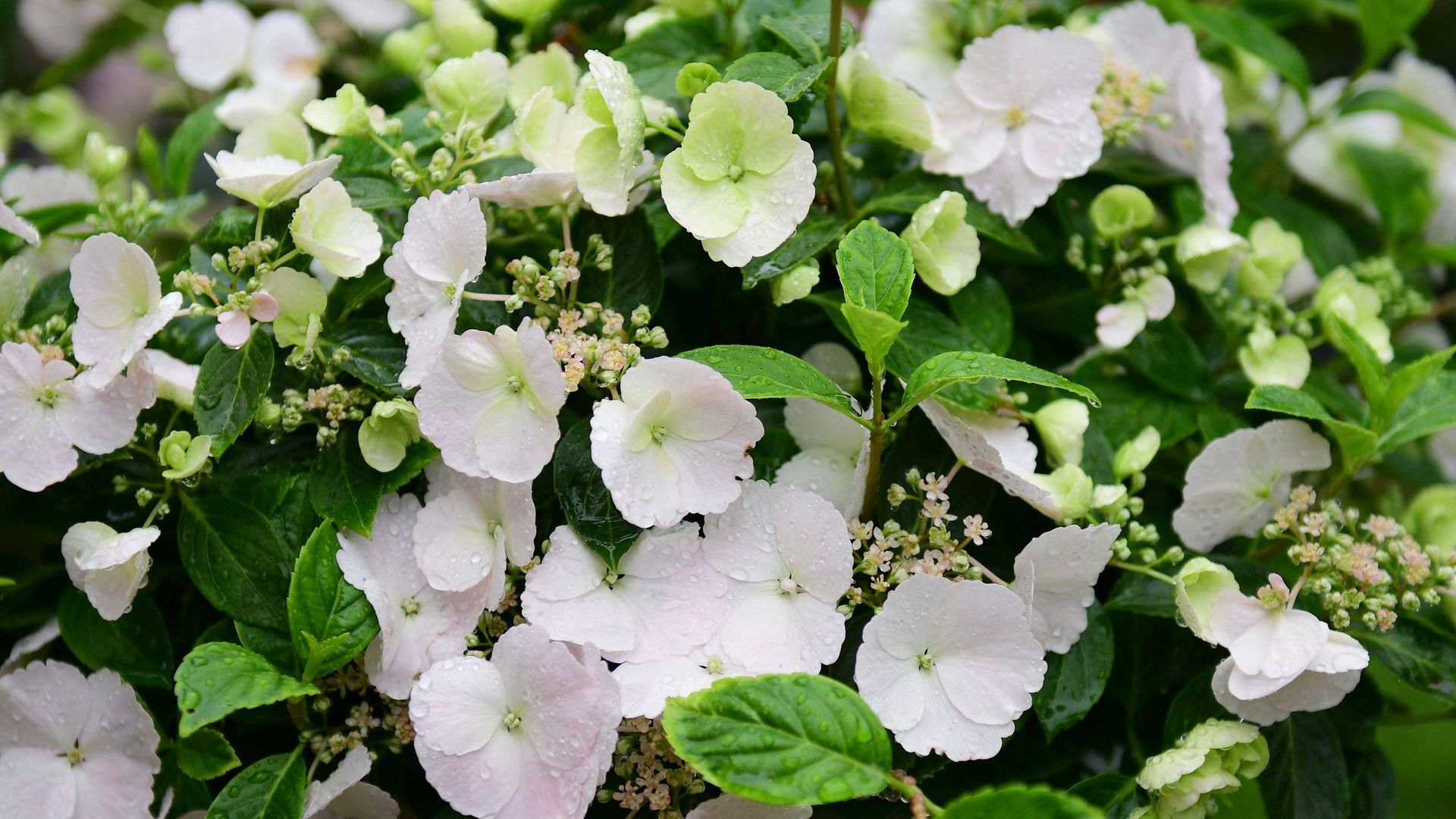 Best garden shrubs: 10 varieties to plant in your yard | Gardeningetc