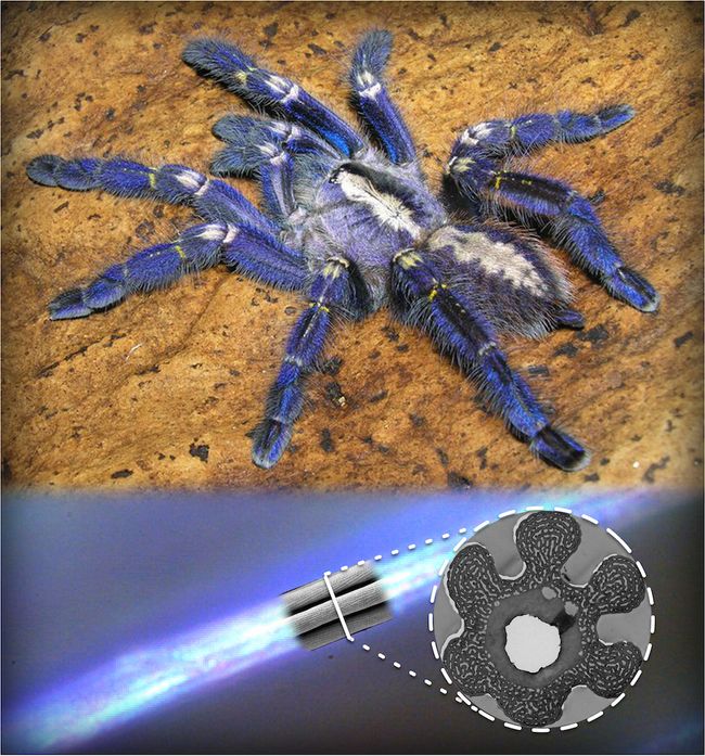Why So Blue? Tarantula's Cool Color Is Still a Mystery | Live Science
