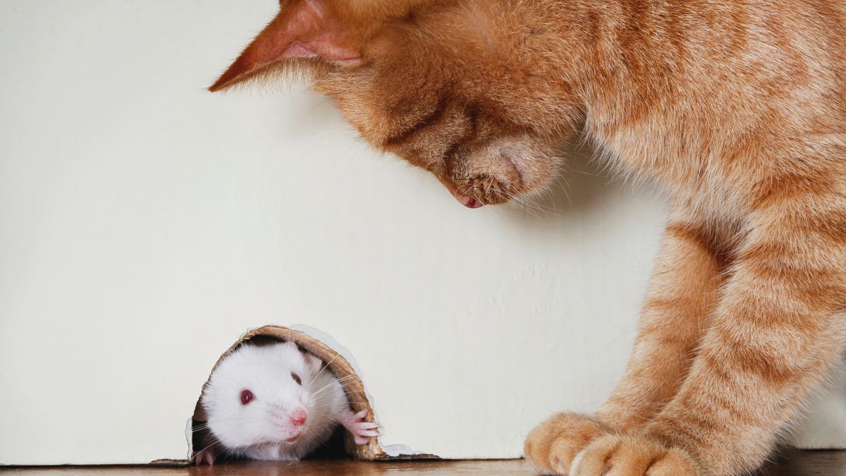 Should you intervene if your cat catches a mouse? An expert weighs in ...