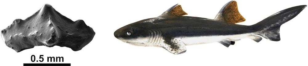 Ancient Eggs and Tiny Teeth Reveal Oldest Shark Nursery | Live Science