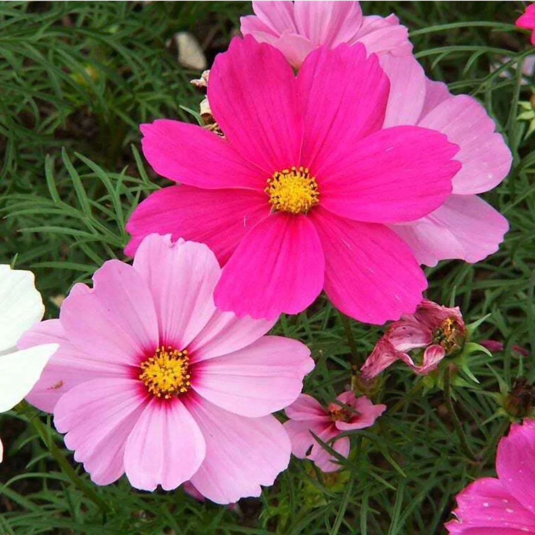 How to Grow Cosmos — Planting Tips to Help Flowers Thrive | Livingetc