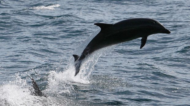 Hamas 'captures Israeli spy dolphin' | The Week