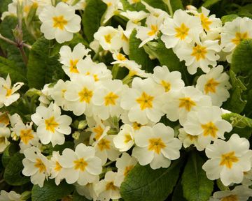 Best edible flowers: 23 types to try | Gardeningetc
