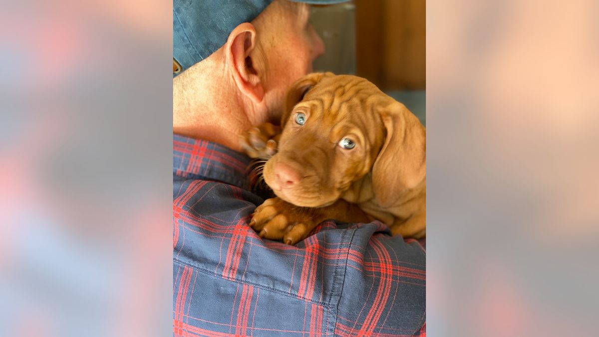 Meet Dana Perino's new dog: Percy Vizsla | PetsRadar