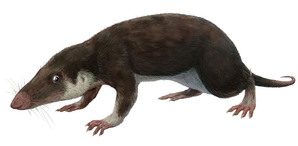 In Images: 'Field Guide' Showcases Bizarre and Magnificent Prehistoric ...