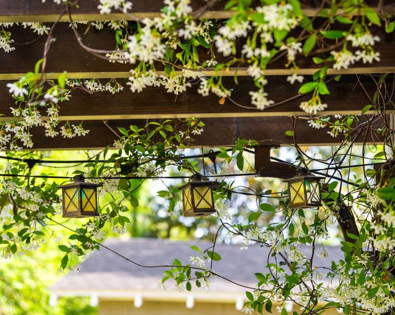 How to grow jasmine: expert tips on growing this scented climber ...