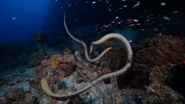 Sexually frustrated sea snakes mistake scuba divers for potential mates ...