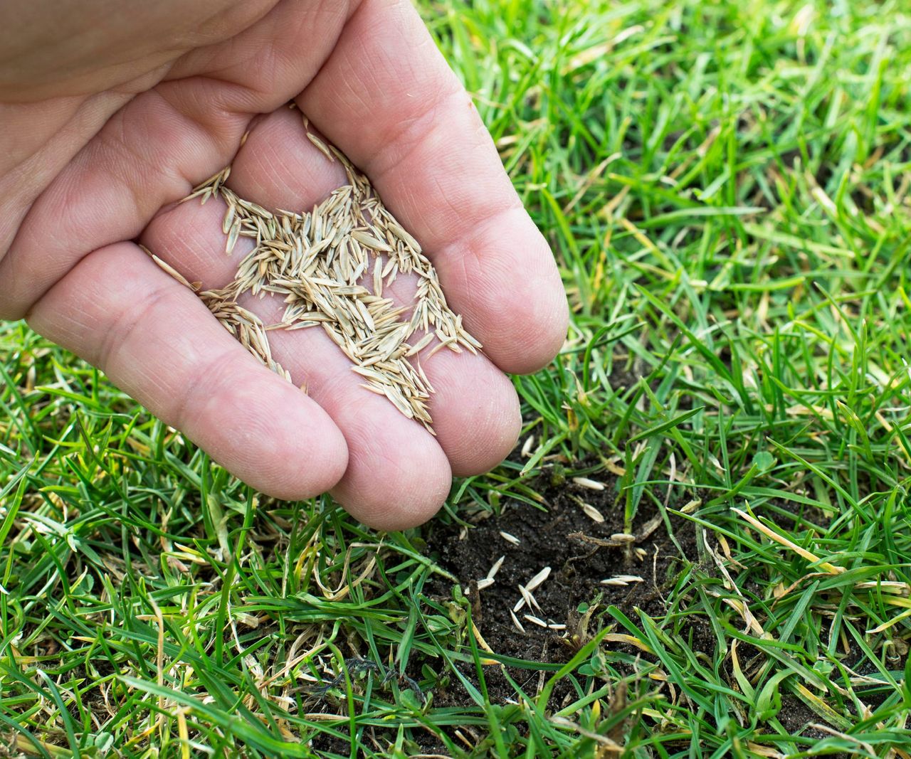 Overseeding - The Simple Lawn Care Trick That Actually Works ...