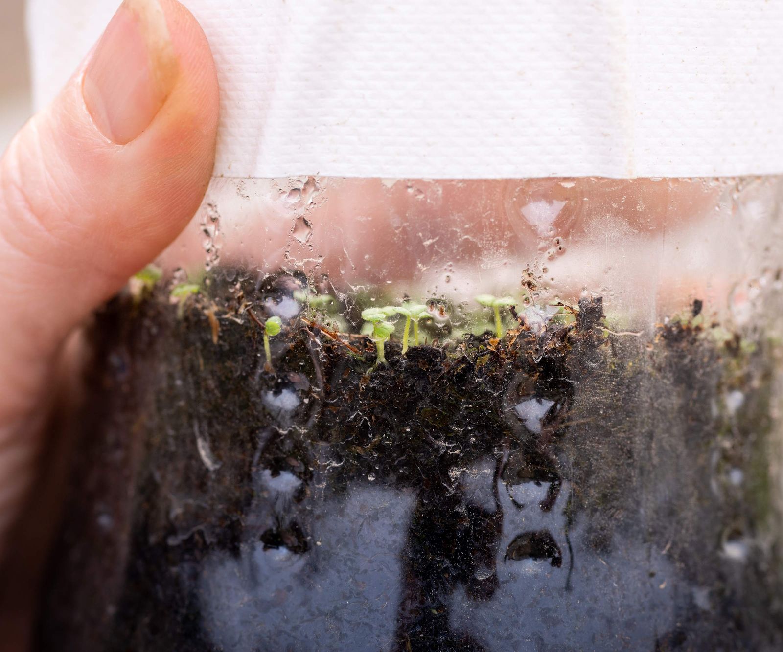 What is seed stratification? Why and how to do the task | Homes and Gardens