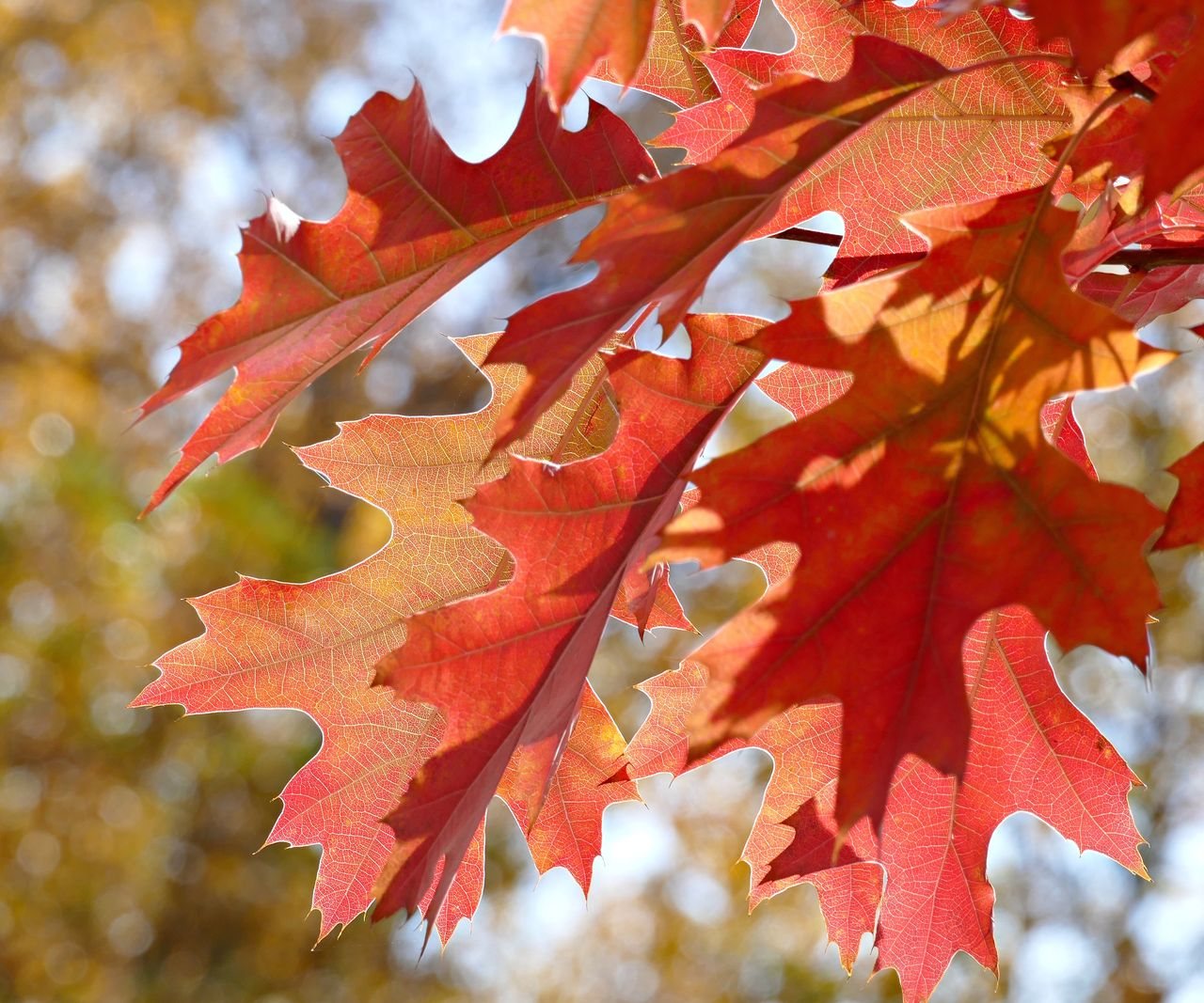 Native alternatives to Japanese maples: 5 trees for fall color | Homes ...