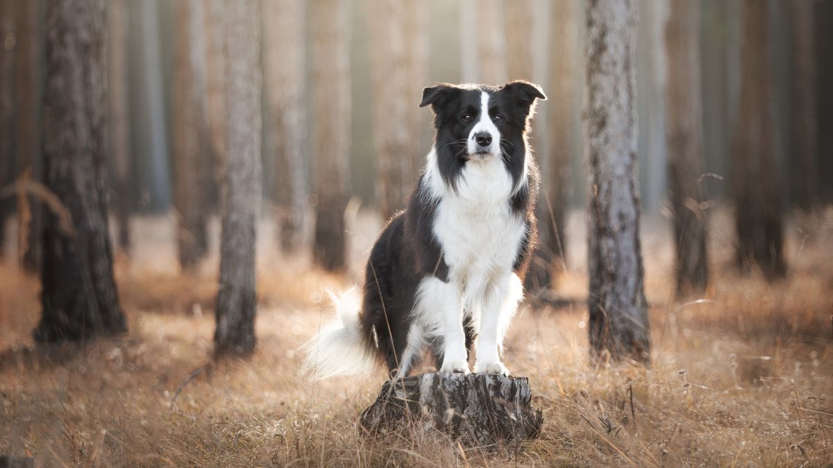 32 dog breeds for every zodiac sign | PetsRadar