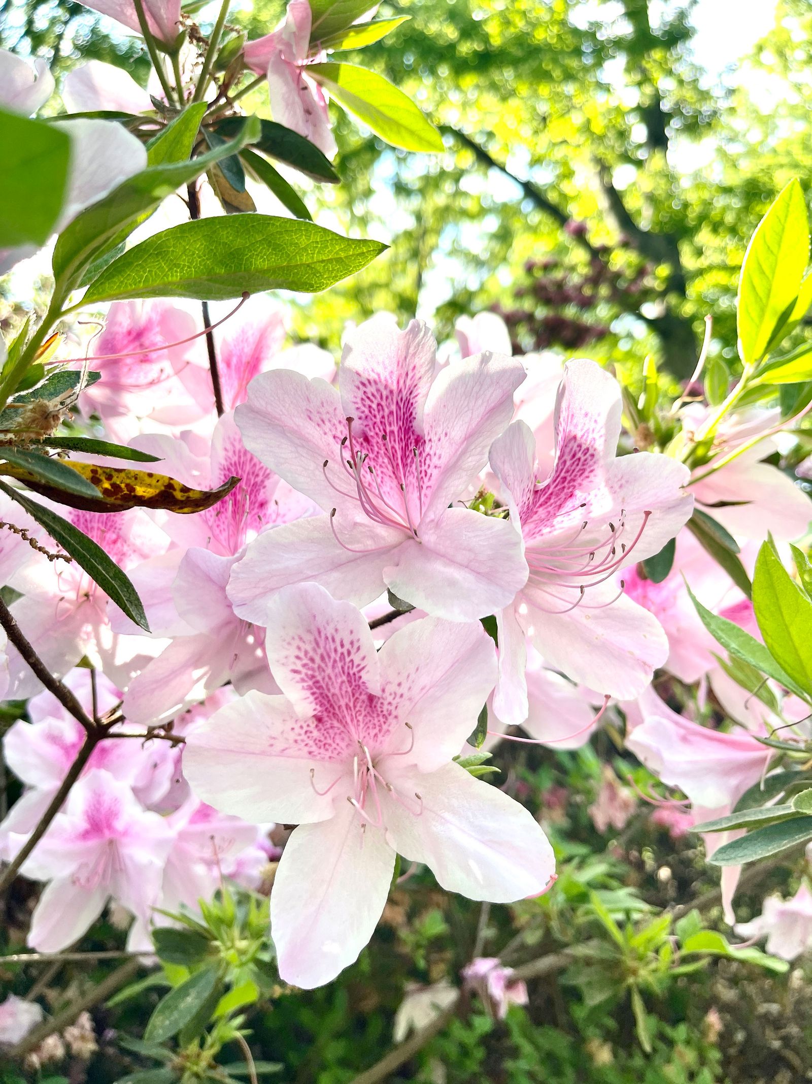 How to prune azaleas: to keep them healthy and beautiful | Homes & Gardens