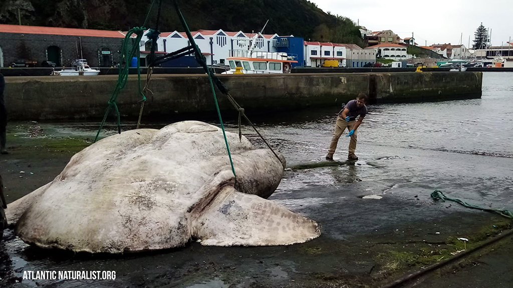 'Majestic' 3-ton sunfish sets a new world record for largest bony fish ...