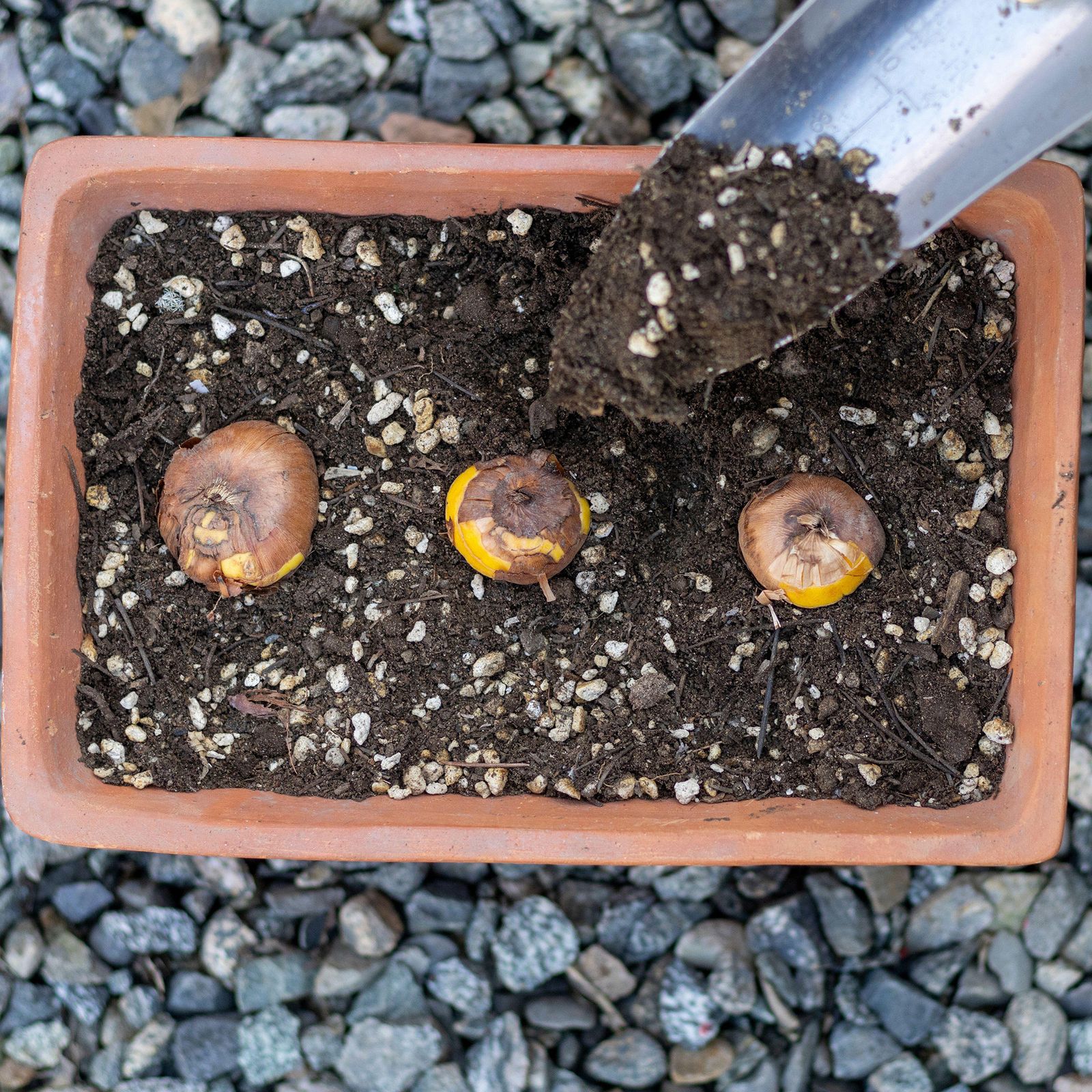 How to plant gladiolus bulbs in pots | Ideal Home
