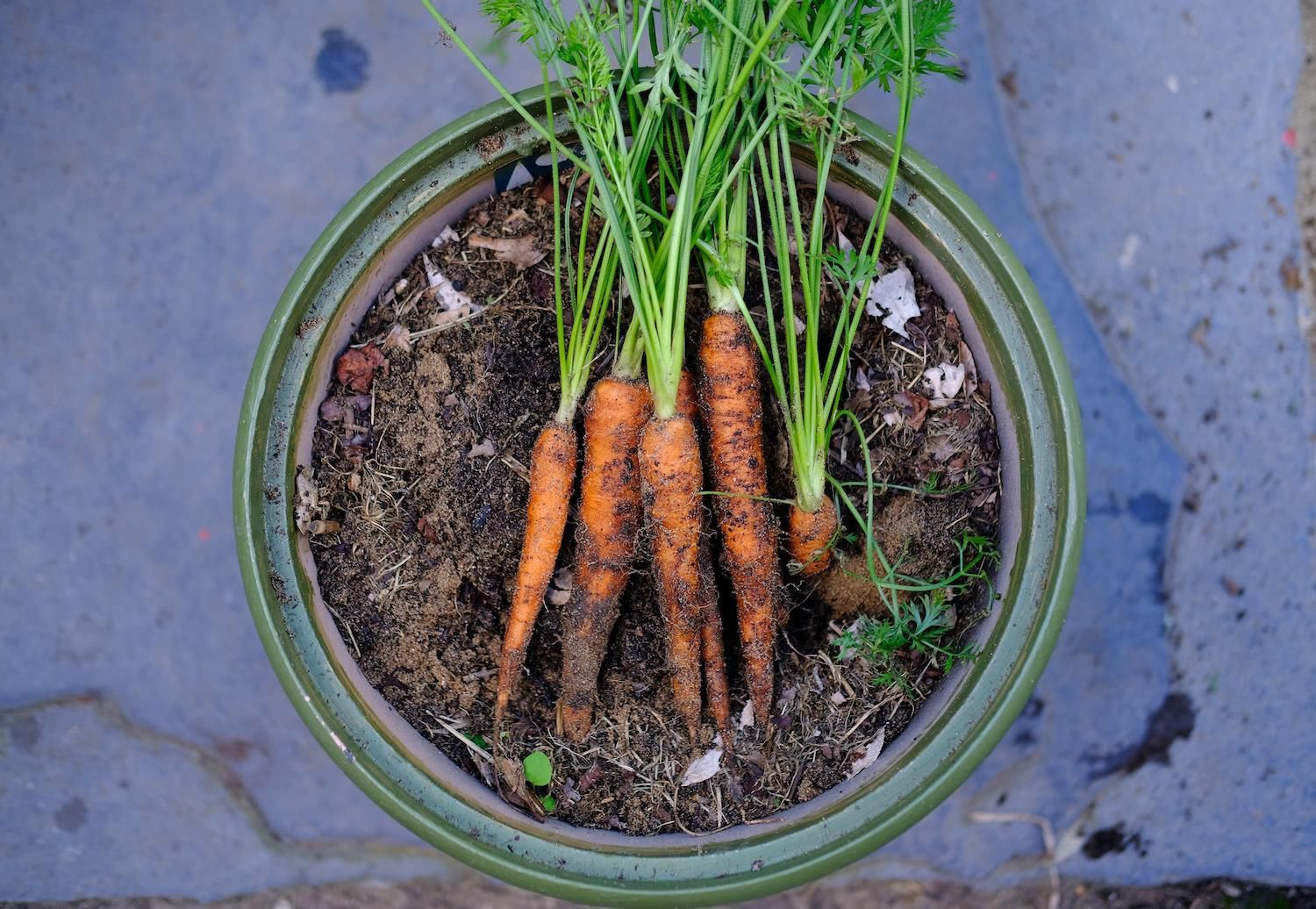 10 best vegetables to grow in pots - easy edible crops | Livingetc
