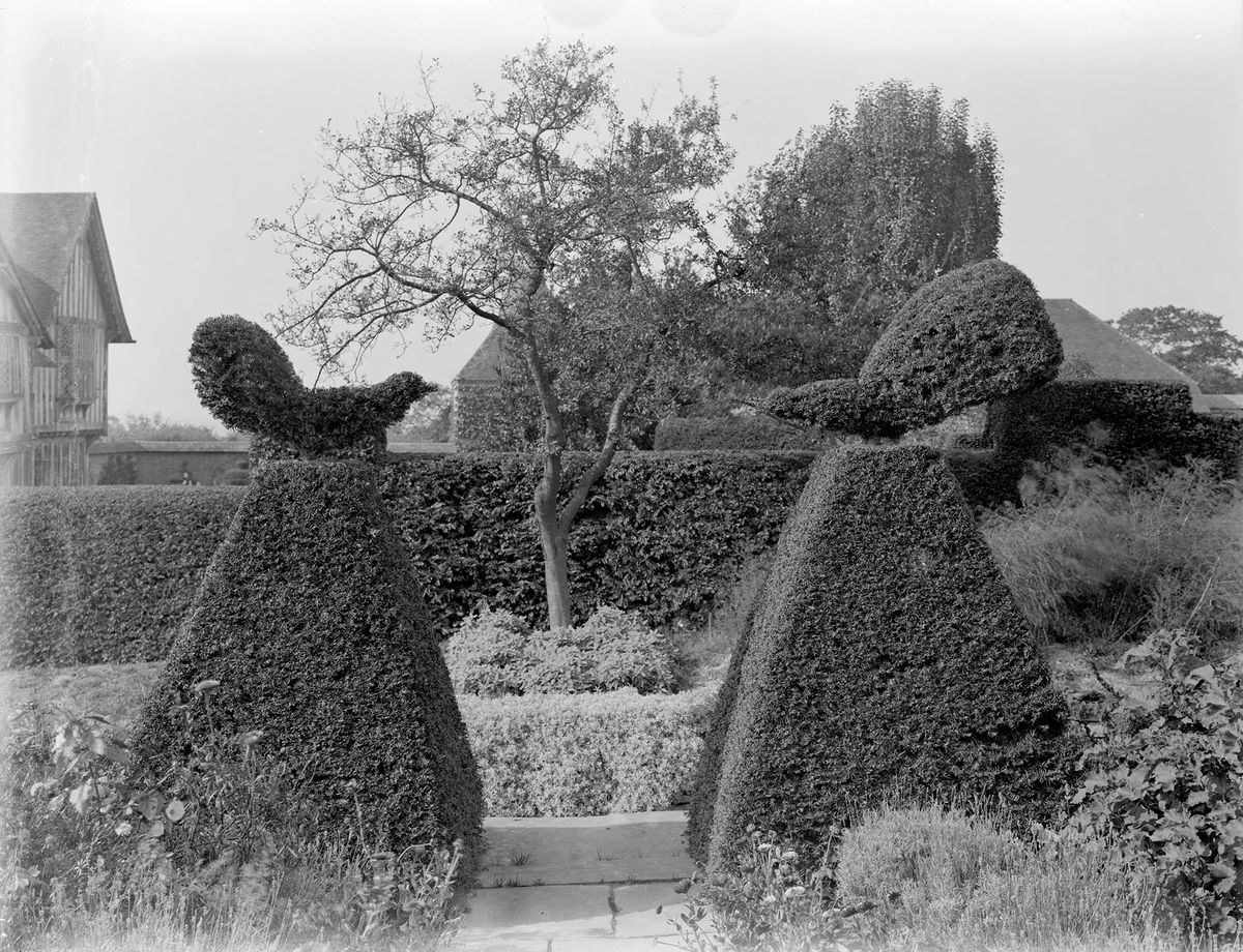 Topiary: The ancient art of transforming nature into cubes, pyramids ...
