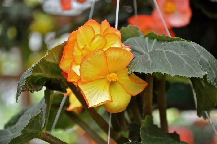 Flower Photos: Beautiful Begonias | Live Science