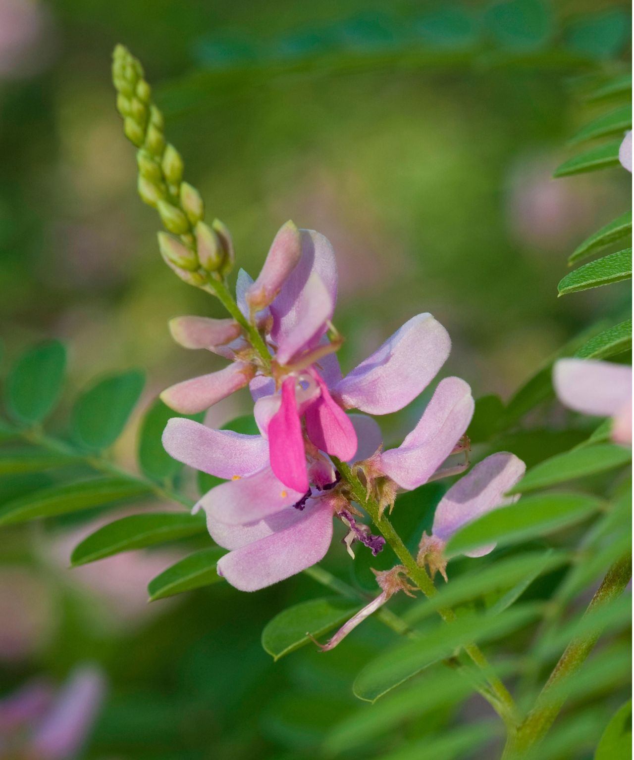 3 plants for natural dye and how to use them | Homes and Gardens