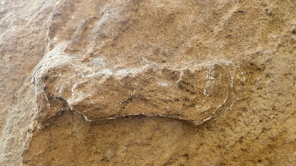 153,000-year-old footprints from South Africa are the oldest Homo ...