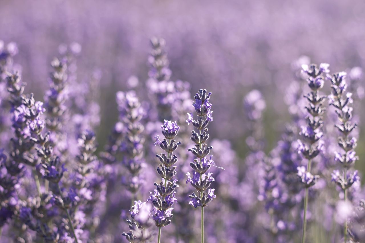 How Far Apart Should You Plant Lavender? This Method Will Give You ...