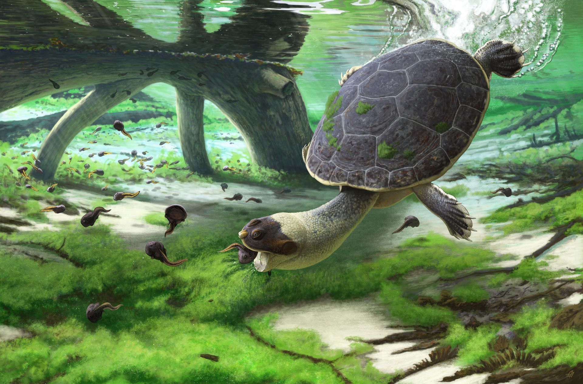 Ancient turtle with a frog face sucked down its prey millions of years ...