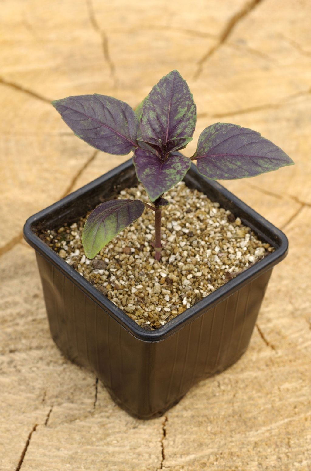 Learn How To Make Your Own Soilless Mix | Gardening Know How