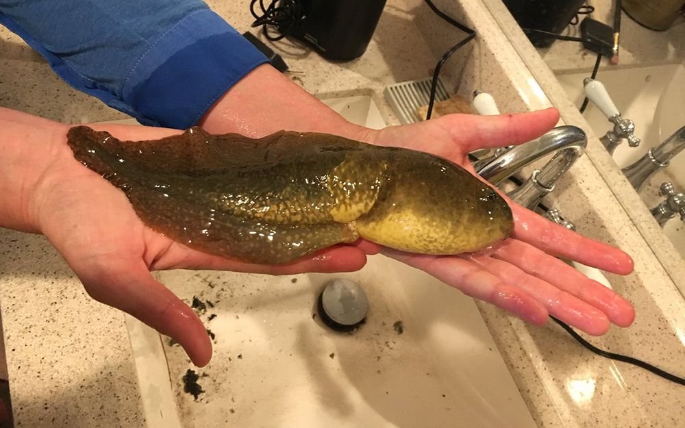 Meet Goliath, a Massive Tadpole as Long as Your Face | Live Science