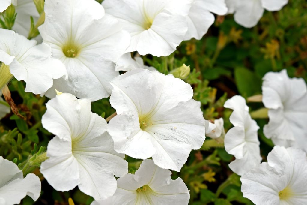 White Petunia Varieties – Learn About Growing White Petunia Plants ...