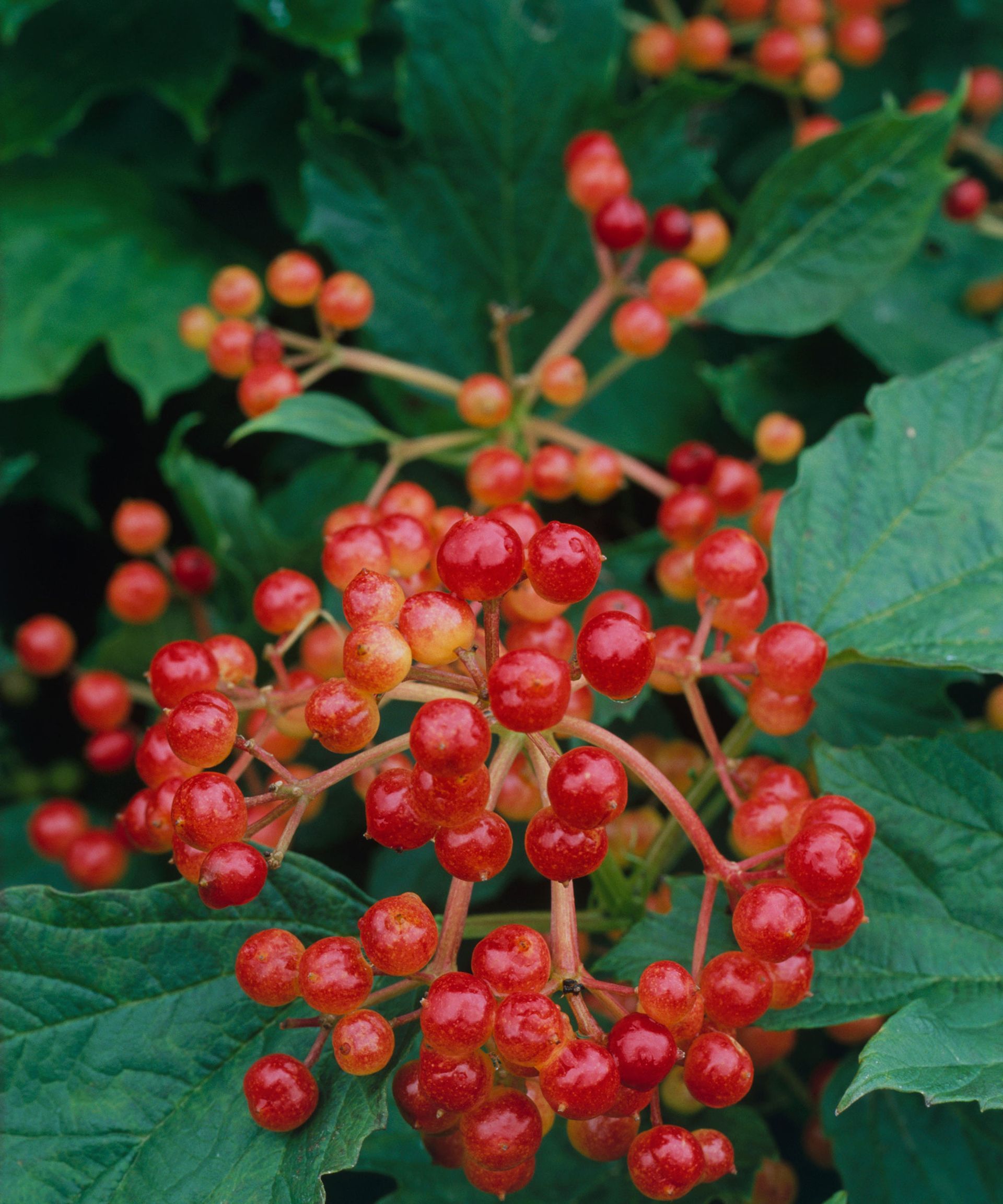 Shrubs with berries: 15 of the best varieties | Gardeningetc