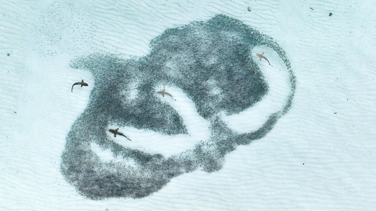 Dramatic photo captures moment giant bird closes hidden 3rd eyelid ...