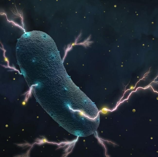 The Bacteria in Your Gut Produce Electricity | Live Science