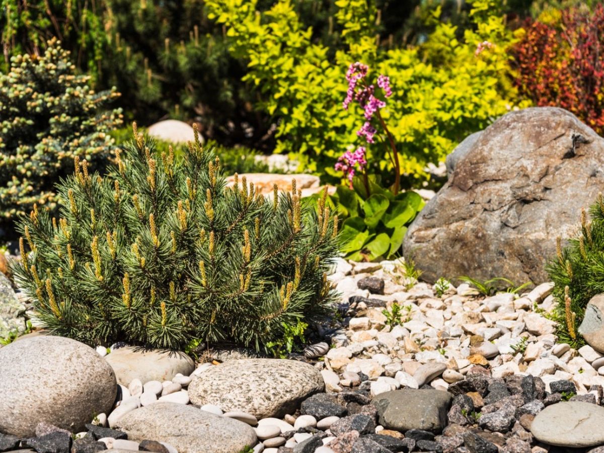 Flowers And Plants For Rock Gardens - How To Design A Rock Garden ...