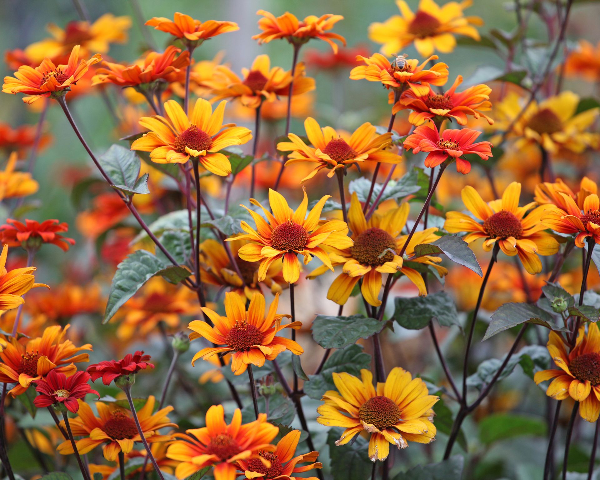 8 Flowering Perennials For Pots – To Bring Joy Every Year | Gardening ...