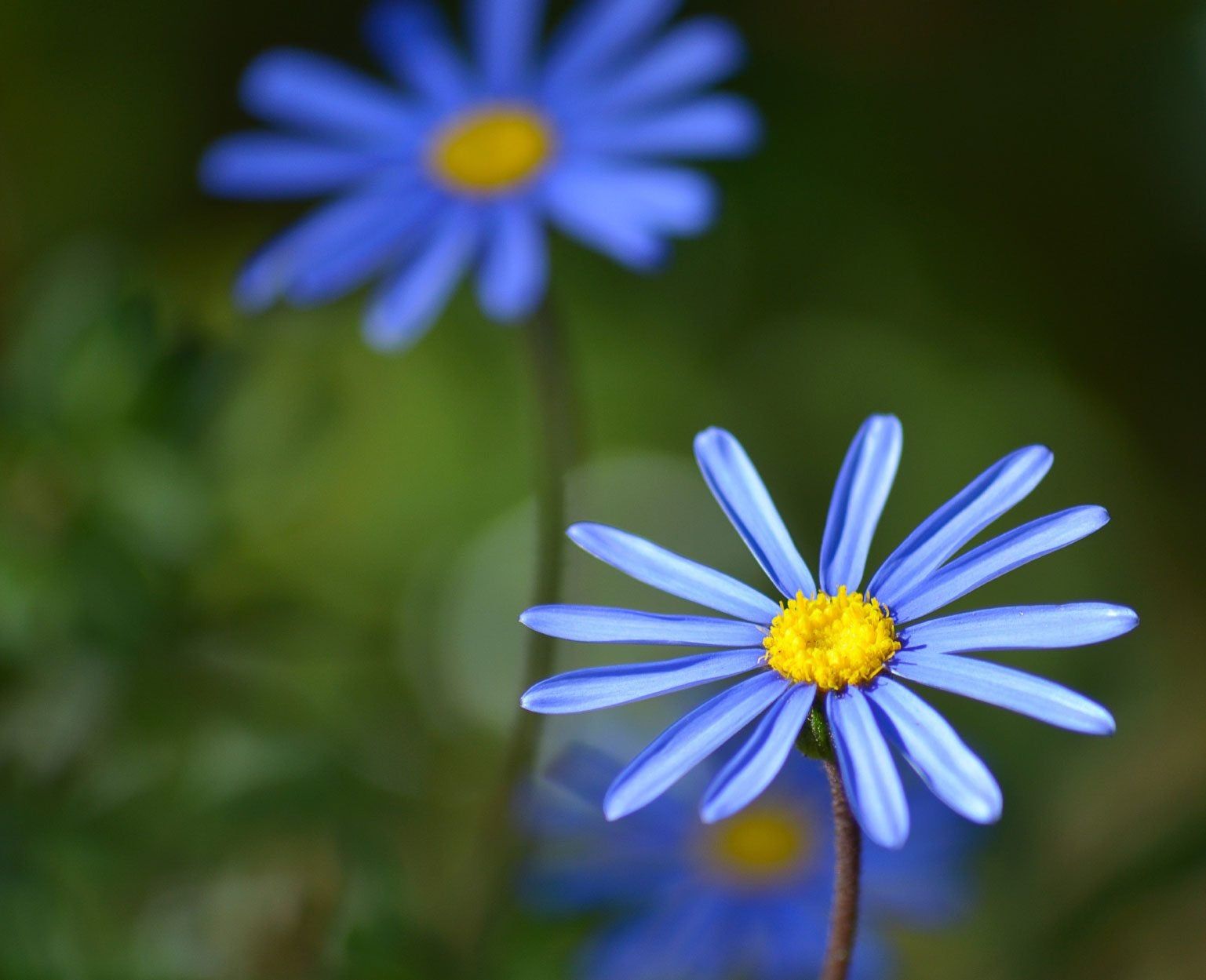 Felicia Blue Daisy Information - How To Grow A Blue Kingfisher Daisy ...