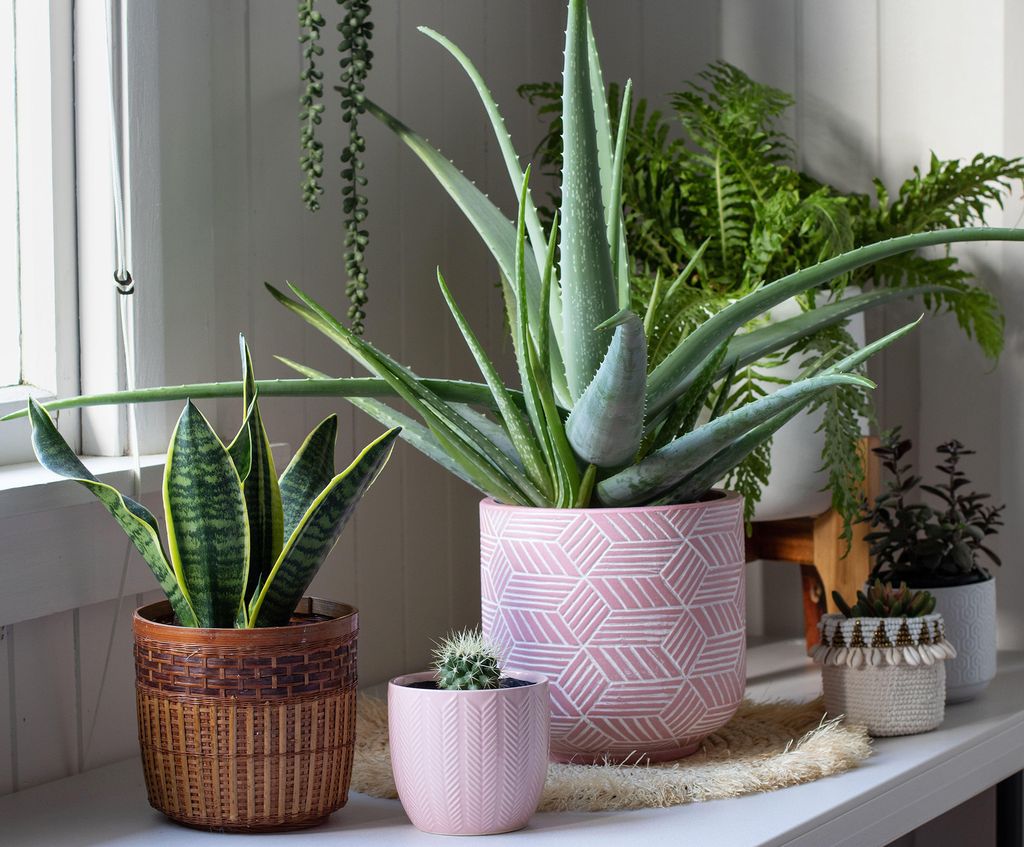 Best air cleaning indoor plants: 10 ways to keep a home fresh | Homes ...