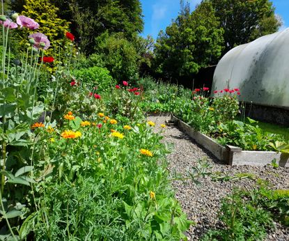 how to grow vegetables in a changing climate | Homes and Gardens