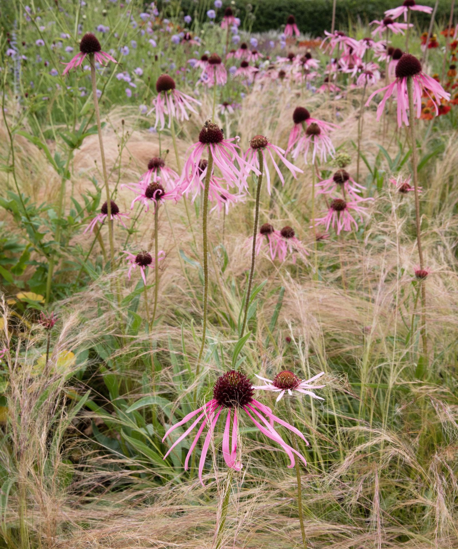What is prairie planting? | Homes and Gardens