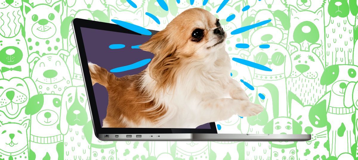 I found the internet's good place. It's dogs. | The Week