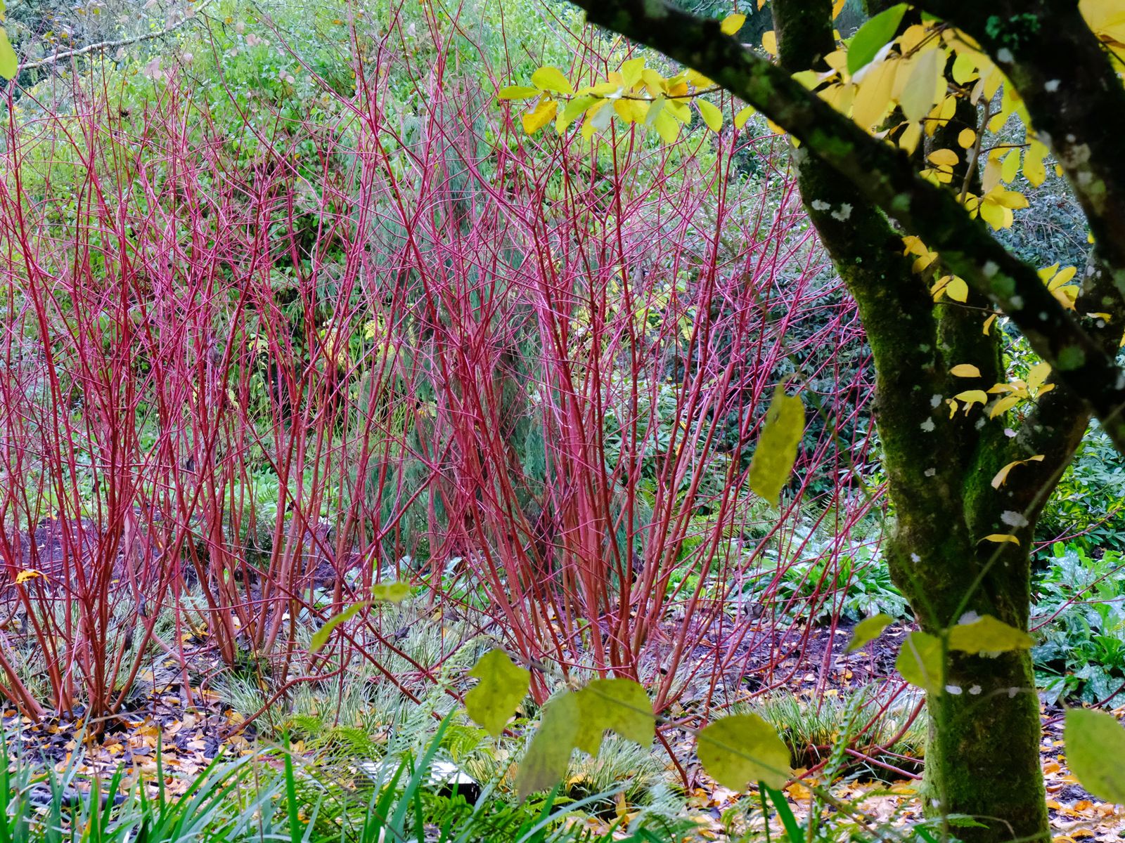 What to prune in February | Livingetc