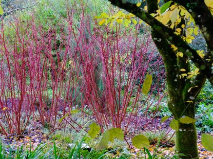 What to prune in February | Livingetc