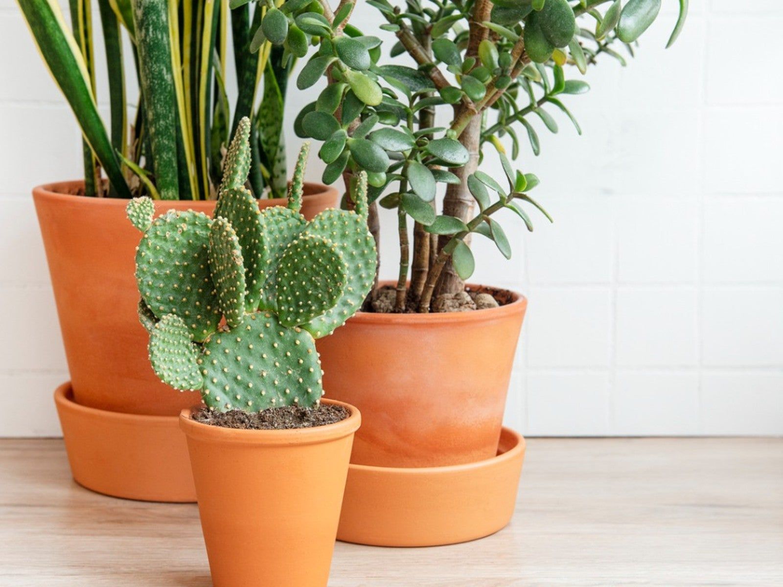 Houseplants For Low Humidity - Types Of Indoor Plants For Low Humidity ...