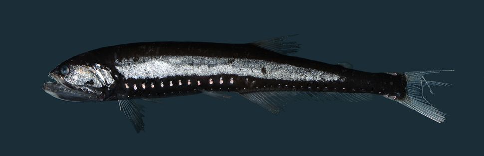 In Images: Glowing is Widespread in Marine Fishes | Live Science