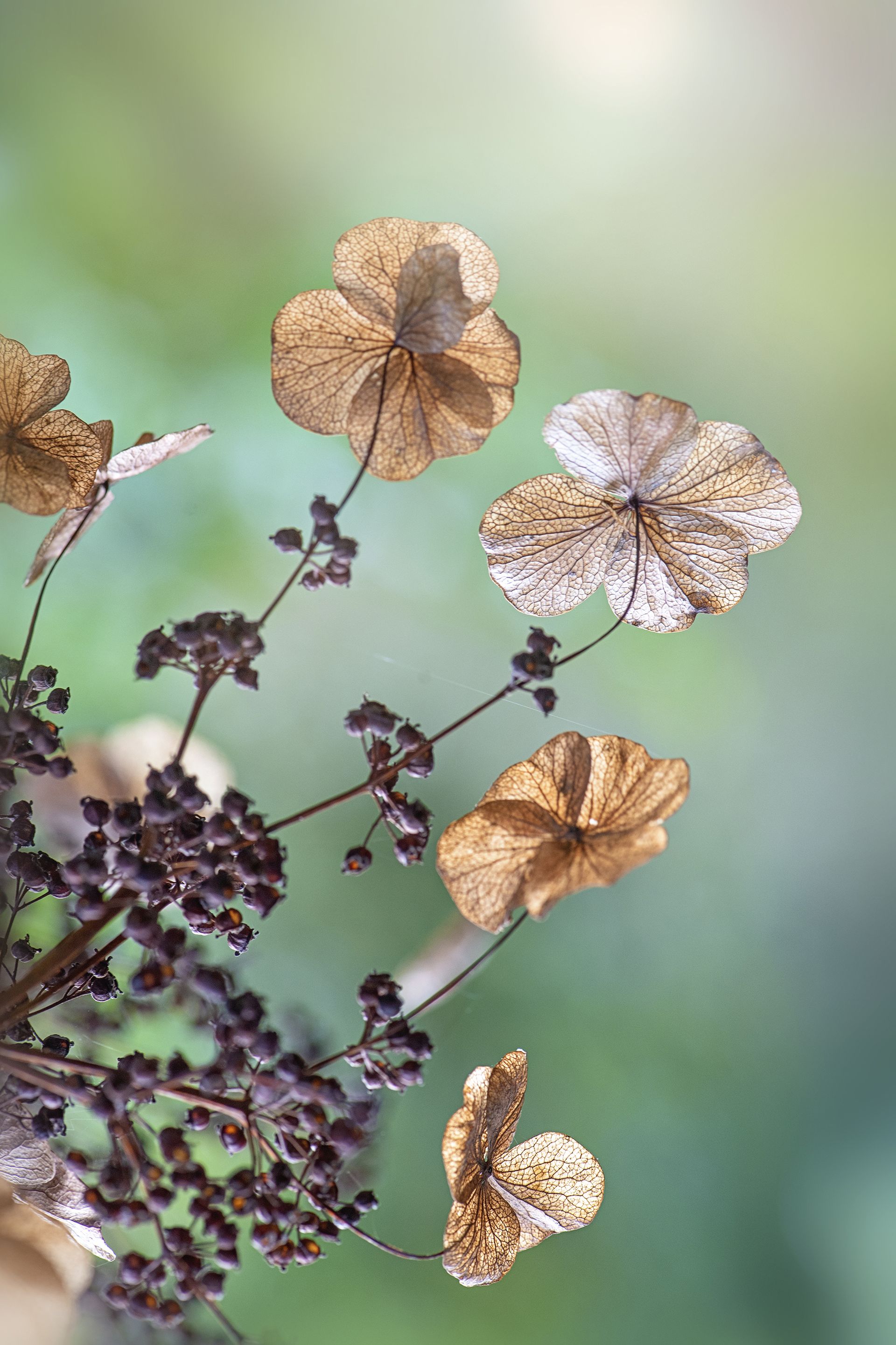 Should I cut back hydrangeas in the fall? Expert advice for perfect ...