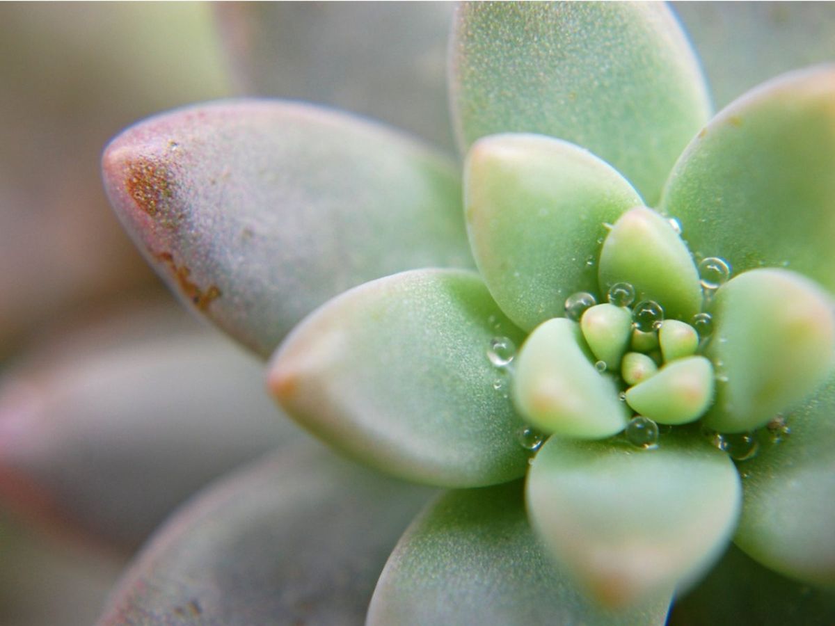 Little Gem Cremnosedum: Information On Caring For Little Gem Plants ...