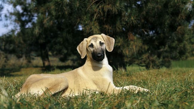 21 best dog breeds for hot weather that cope well | PetsRadar