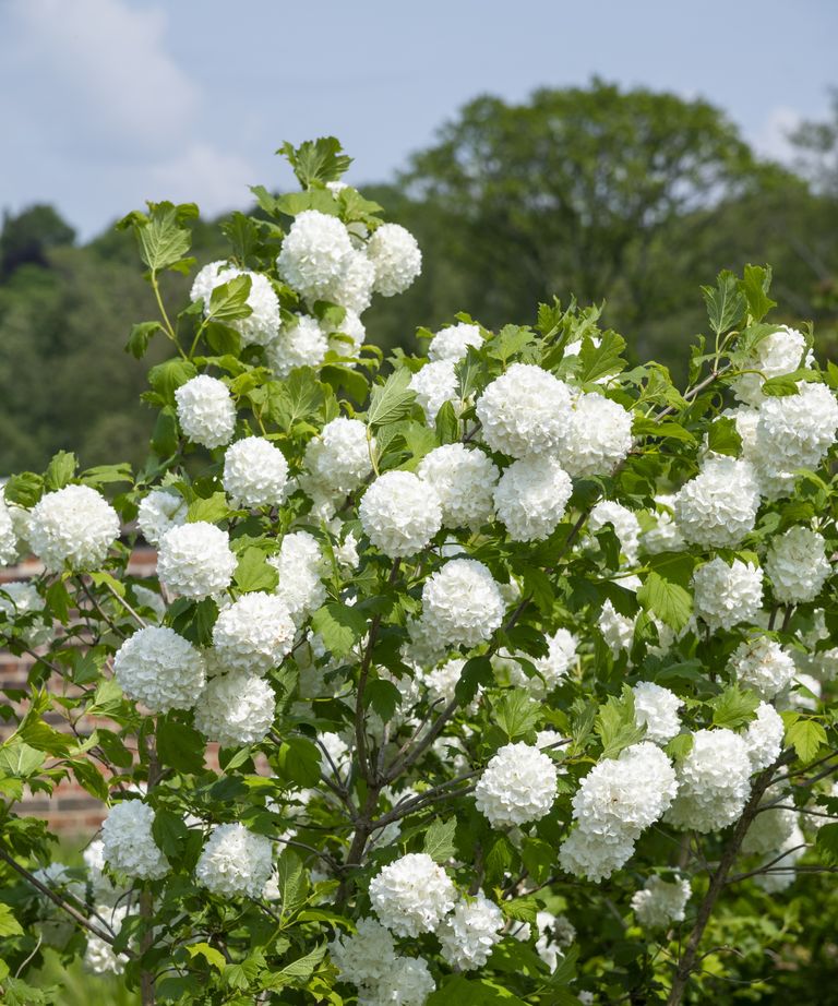 How and when to prune a snowball bush for beautiful blooms | Homes and ...