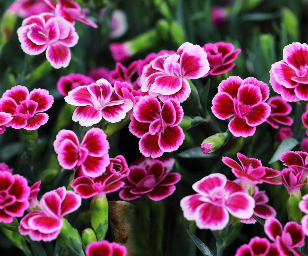 How to grow dianthus: expert gardener advice for bold blooms | Homes ...