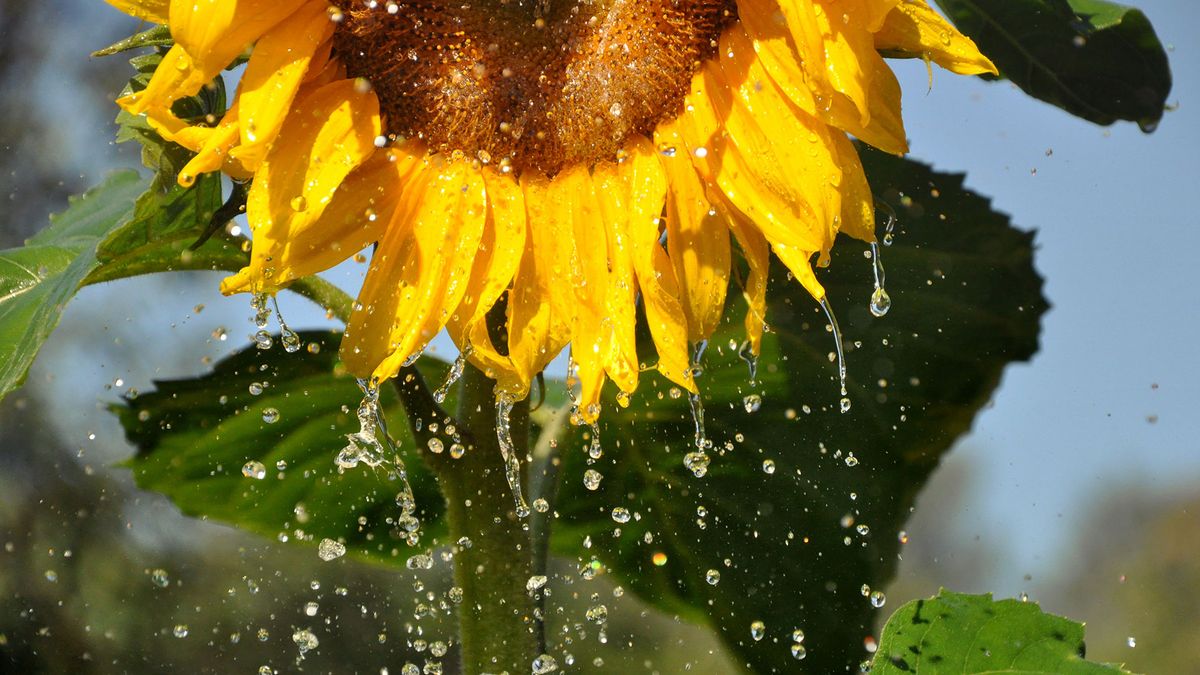 How to grow sunflowers in your yard — top tips from a garden expert ...